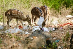 Bosques Contaminados Stock Images - Download 3 Photos
