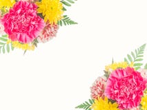 Carnation Border Stock Photos - Royalty Free Images