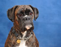 Boxer dog stock photo. Image of posed, snout, mammal, carnivoran - 4733844