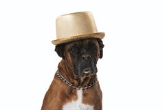 Boxer in a party hat stock image. Image of happy, sitting - 18897829