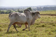 Brahman Bull Stock Photography - Image: 328482