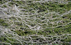 Twigs And Branches Royalty Free Stock Photos - Image: 2644448