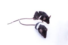 Lab rat stock vector. Illustration of scientist, professor - 21992362