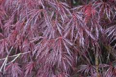 Split Leaf Philodendron Watercolor On White Background Vector Stock ...