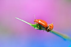 Lady Bugs Stock Photos - Royalty Free Images