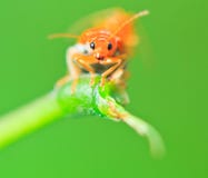 Lady Bugs Stock Photos - Royalty Free Images