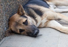 Traurige Hundeaugen Stockfoto - Bild: 41545853