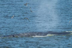 Bryde's Whale 2 of 2 stock image. Image of based, ocean - 1660775
