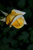 Yellow rose with a bud stock image. Image of object, freshness - 14254569