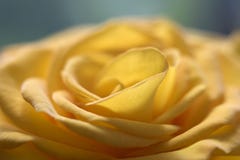 Yellow rose with a bud stock image. Image of object, freshness - 14254569