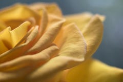 Yellow rose with a bud stock image. Image of object, freshness - 14254569