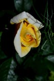 Yellow rose with a bud stock image. Image of object, freshness - 14254569