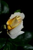 Yellow rose with a bud stock image. Image of object, freshness - 14254569