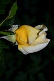 Yellow rose with a bud stock image. Image of object, freshness - 14254569