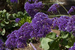 Buddleia Davidii stock image. Image of plant, davidii, flowerhead - 245869