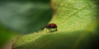 Walker stock image. Image of stable, assistance, security - 11893451