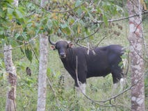 Bull stock image. Image of cattle, horns, beef, farming - 937165