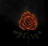 White Rose On Fire But Not Burning Out With Black Background Stock ...