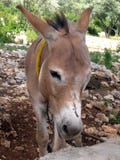 Donkey Stock Image - Image: 17253441