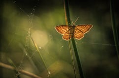 Butterfly Trapped In The Cobweb Stock Photography - Image: 15771252