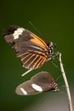 The Ecuadorian Butterfly Sitting On Flower Stock Photo - Image of ...