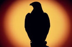 Silhouette Buzzard Stock Photos, Images, & Pictures - 140 Images