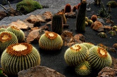 Saguaro Cactus stock image. Image of cactus, landscape - 482645