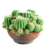 Saguaro Cactus Isolated At Sunset Stock Image - Image of sonoran ...