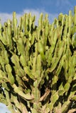 Cactus stock image. Image of needle, desert, bloom, pods - 19623149