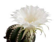Cereus Cactus Flower stock image. Image of flora, epiphyllum - 2708289