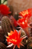 Cactus Flowers stock photo. Image of flower, arboretum - 30673638