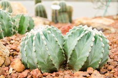 Cactus Plants Stock Images - Download 17,563 Photos