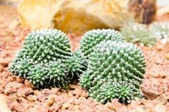 Cactus Plants Stock Images - Download 17,563 Photos