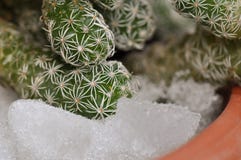 Snow Cactus stock photo. Image of cacti, snowy, plant - 1831306