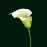 Calla stock image. Image of background, floral, greeting - 36050605