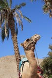 Camel and Palm Tree stock image. Image of israel, angle - 2339385