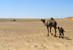 Camel Bumps Stock Photos - Image: 252783