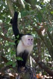 Capuchin monkey stock image. Image of food, capuchin, primates - 76147
