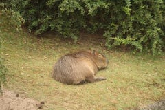 Capybara relaxing stock image. Image of head, adventure - 49972465