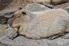 Capybara side view stock photo. Image of hair, resting - 108421020