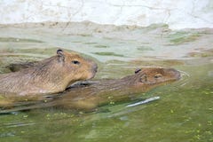 Mating capybaras stock photo. Image of nature, hydrochoerus - 24025920