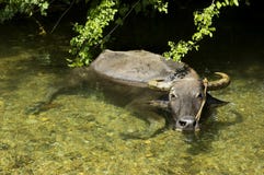 Carabao Stock Photos, Images, & Pictures - 610 Images