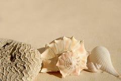 Brain Coral, Caribbean, Puerto Rico Stock Image - Image: 732541