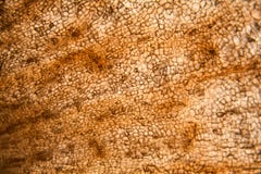 Carrot Cells At The Microscope Stock Photo - Image of crop, biological ...