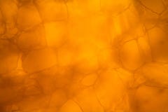 Carrot Cells At The Microscope Stock Photo - Image of crop, biological ...