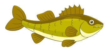 Zander Clipart And Illustrations