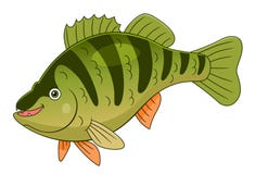 Cartoon perch stock vector. Illustration of macro, side - 40762002