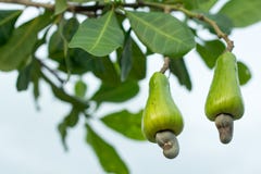 Fruit of the Cashew Tree stock image. Image of drupe, hanging - 79941