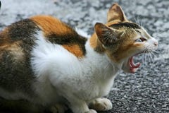 Angry Calico Cat Hissing Stock Photo - Image: 50400628