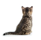 Cat Back View stock photo. Image of isolated, white, view - 18670916